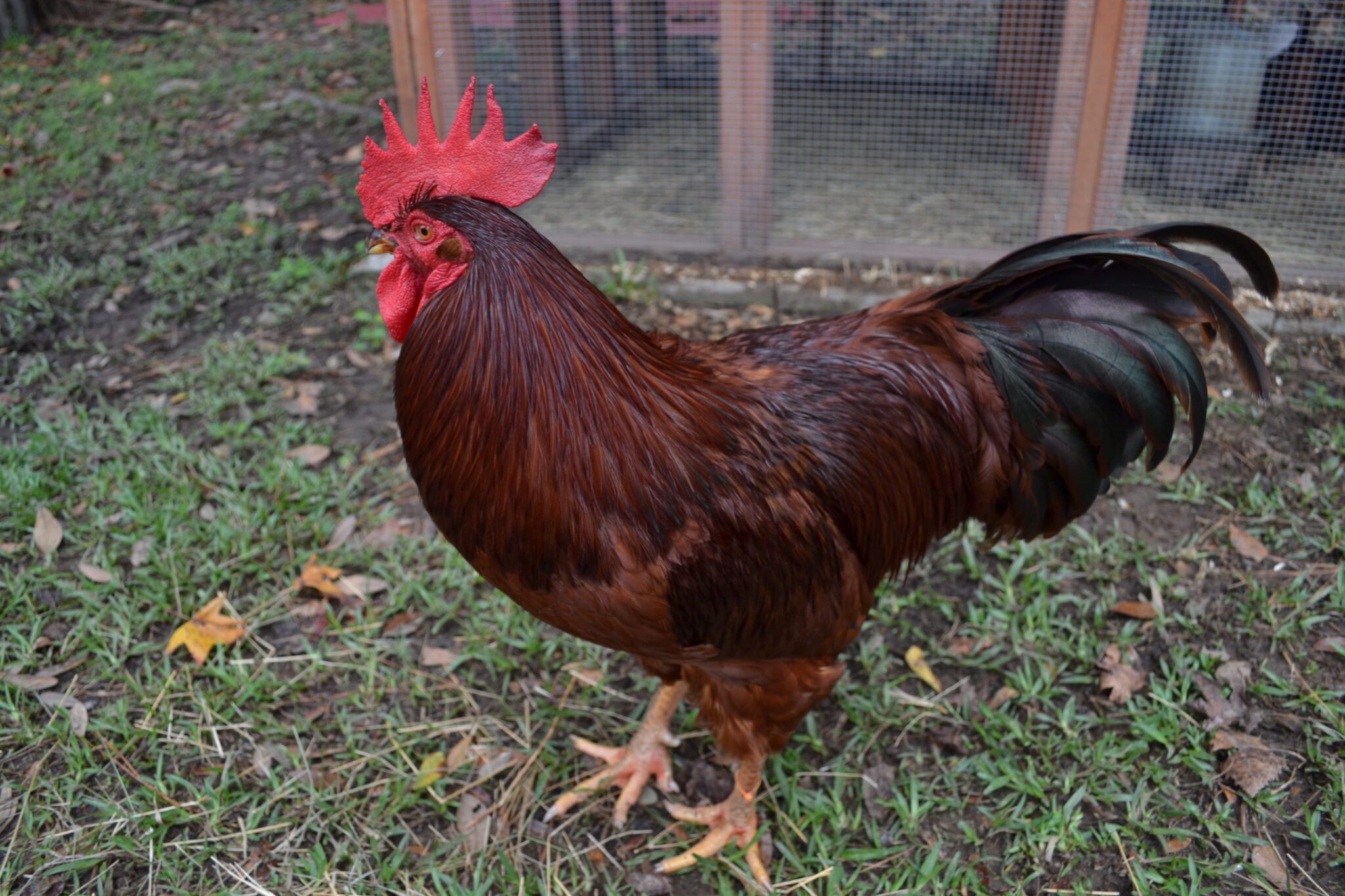 The Best Types of Roosters for Your Flock - Backyard Poultry